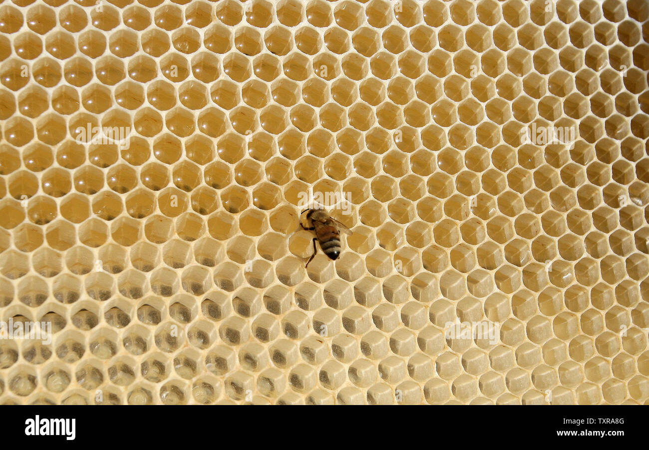 Rack of honey-bees at an apiary in El-Bureij, in the central Gaza Strip ...
