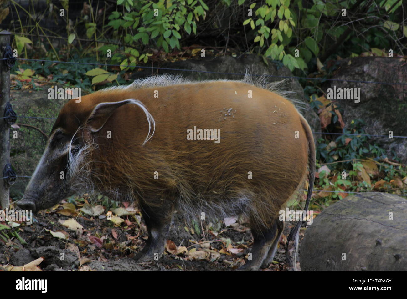 Long hair hog hi-res stock photography and images - Alamy