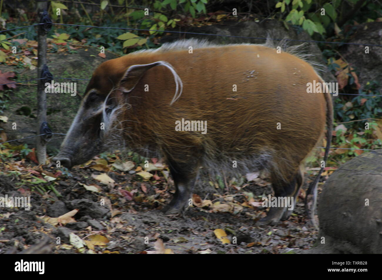Long hair hog hi-res stock photography and images - Alamy