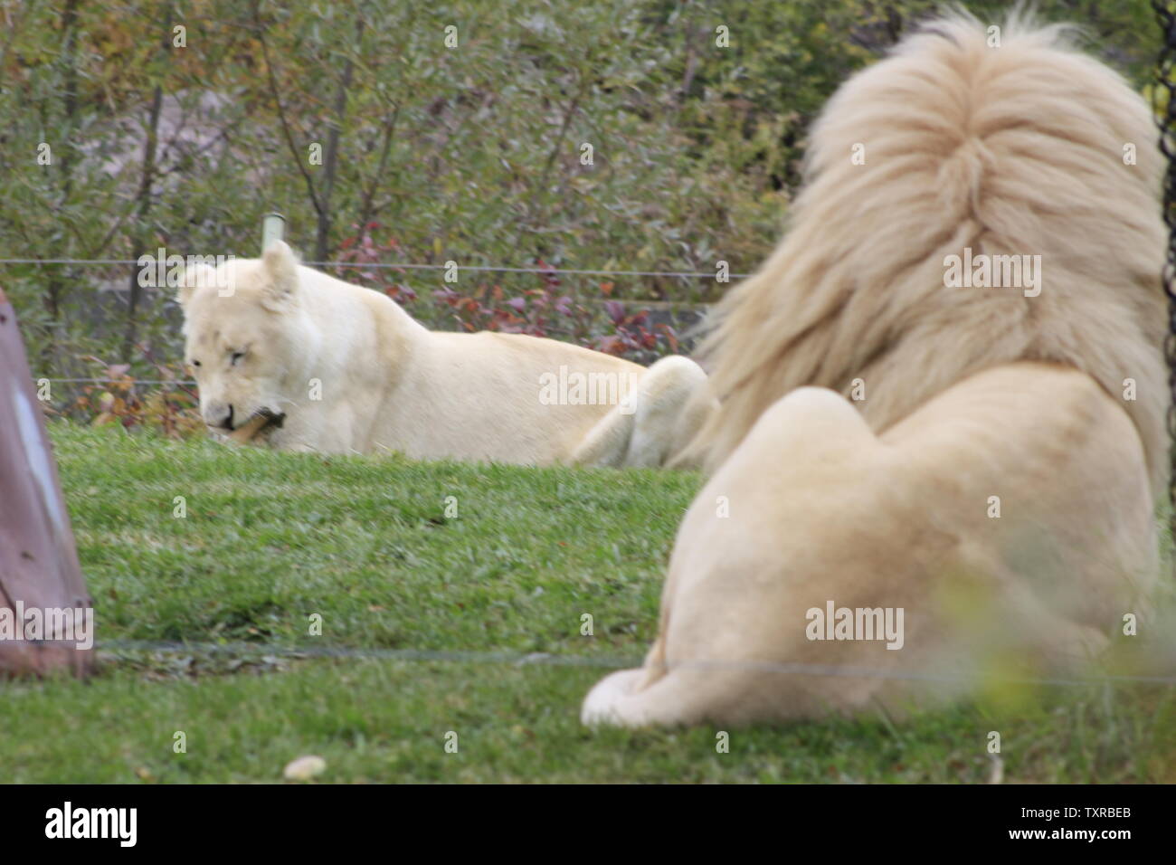 Male white lion nuzzling lioness Stock Photo - Alamy