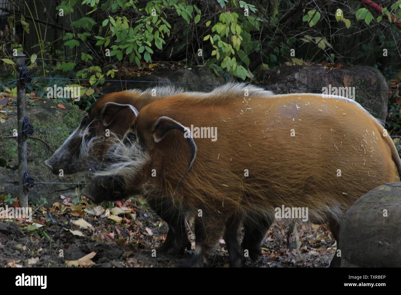 Red river hogs will live in a variety of habitats as long as there is ...