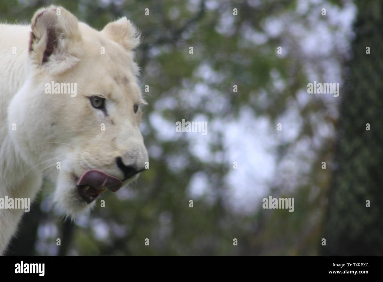 Male white lion nuzzling lioness Stock Photo - Alamy