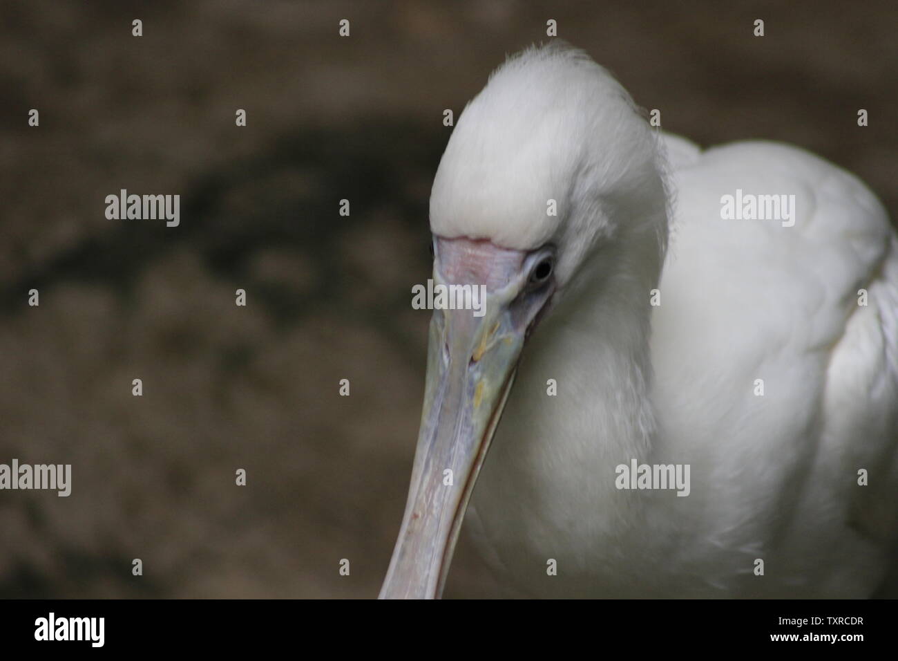 Strange bird skin hi-res stock photography and images - Alamy