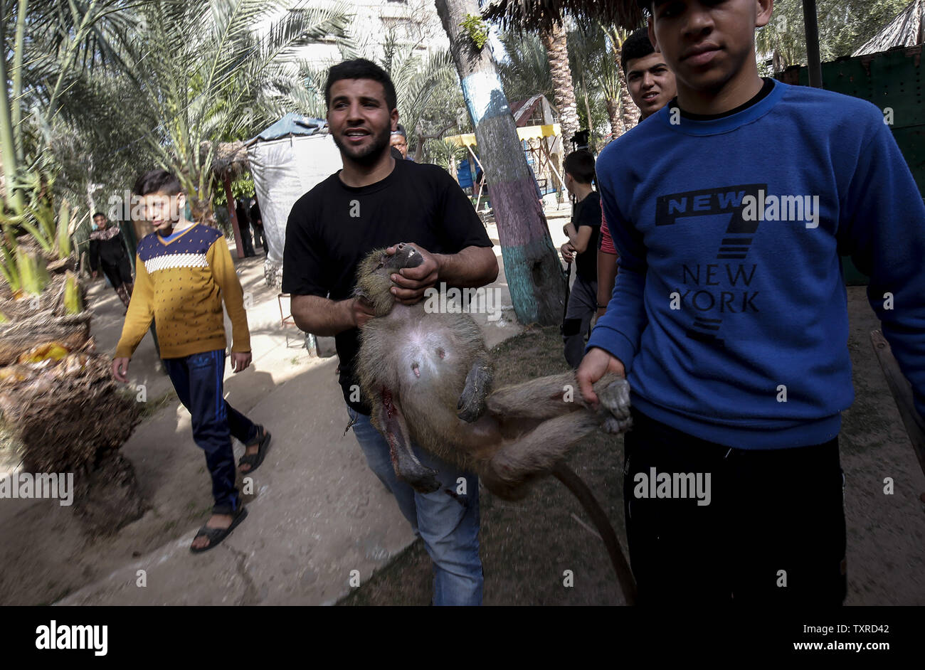 Palestinian workers carry a monkey at a zoo in Rafah in the southern ...