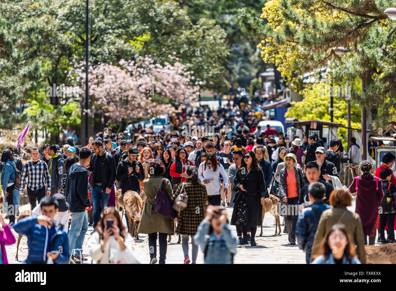 Nara, Japan - April 14, 2019: People tourists many crowd crowded place ...