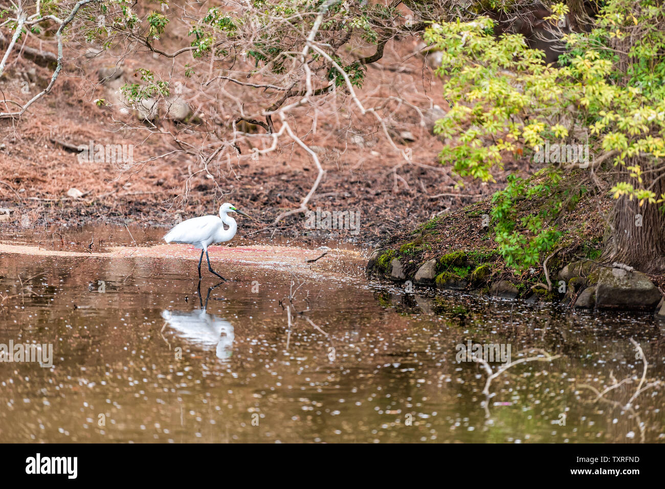 One snowy egret white bird walking wading in Nara park in Japan during ...