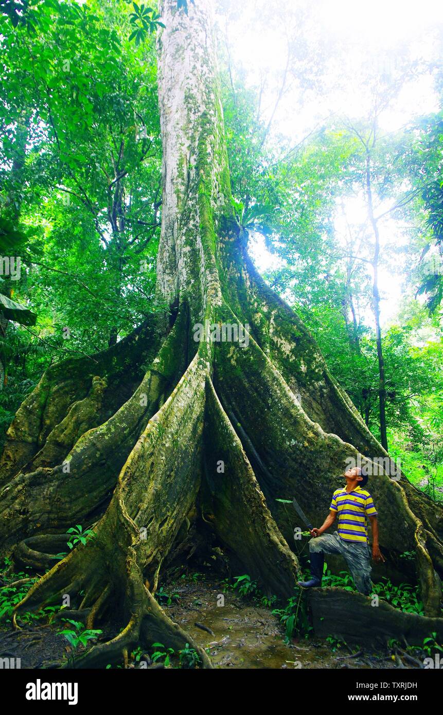 Ceiba tree in the Amazon rainforest Stock Photo - Alamy