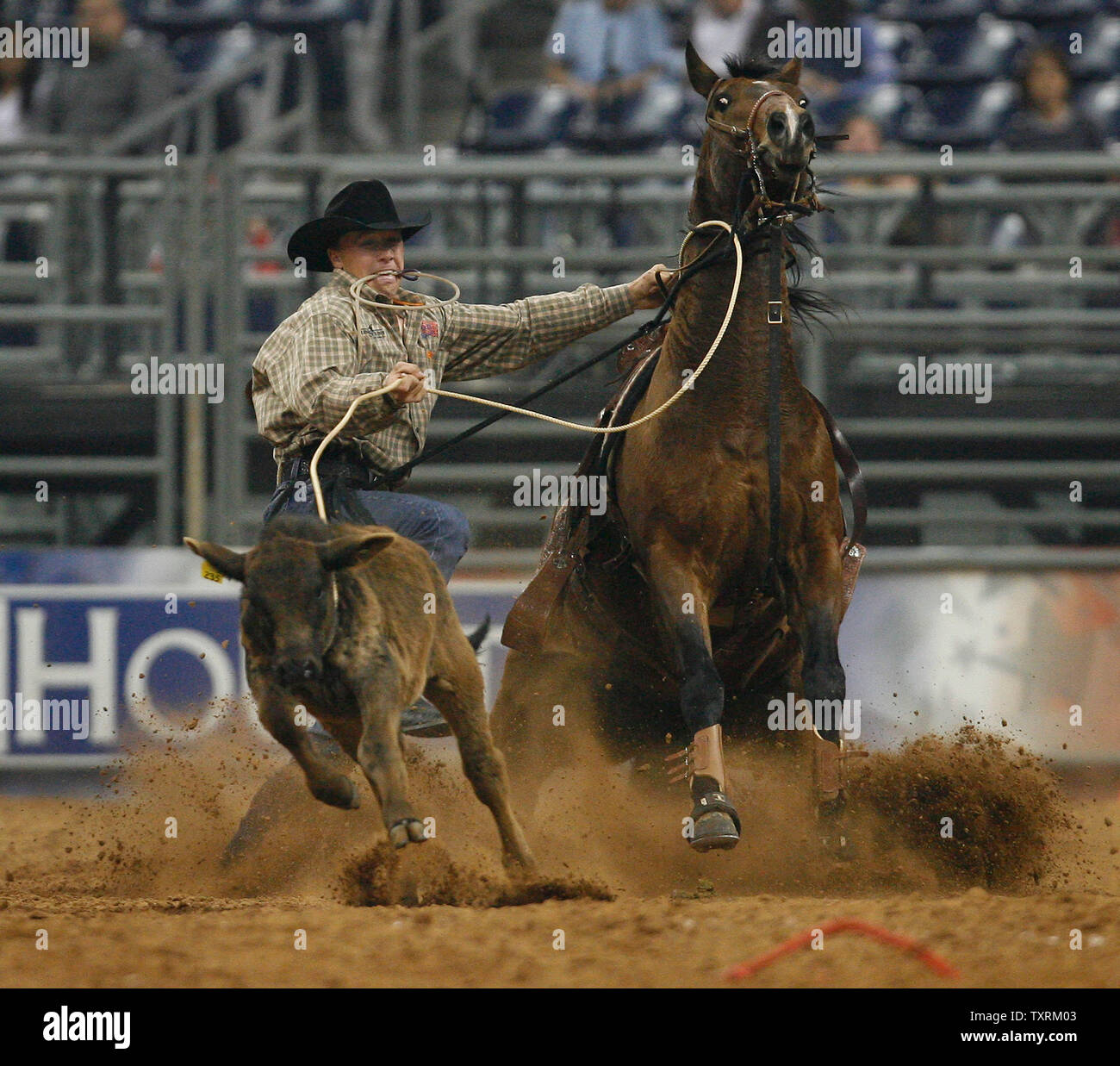 Calf roping texas hi-res stock photography and images - Alamy