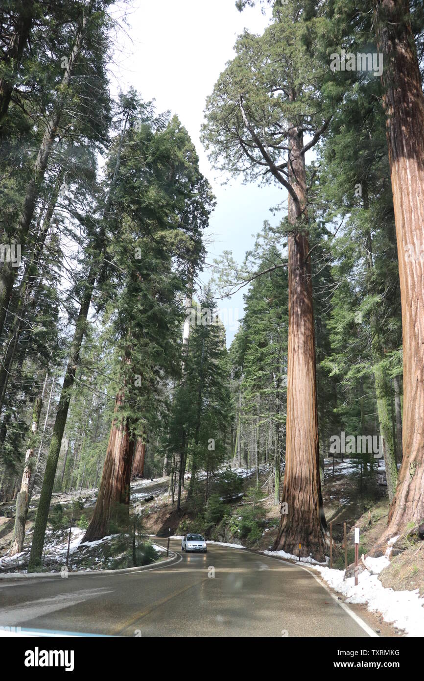 Sequoia Trees overshadowing cars, Generals Highway Stock Photo - Alamy