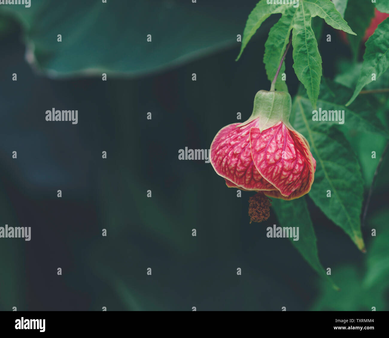 A lantern hanging along the path Stock Photo - Alamy