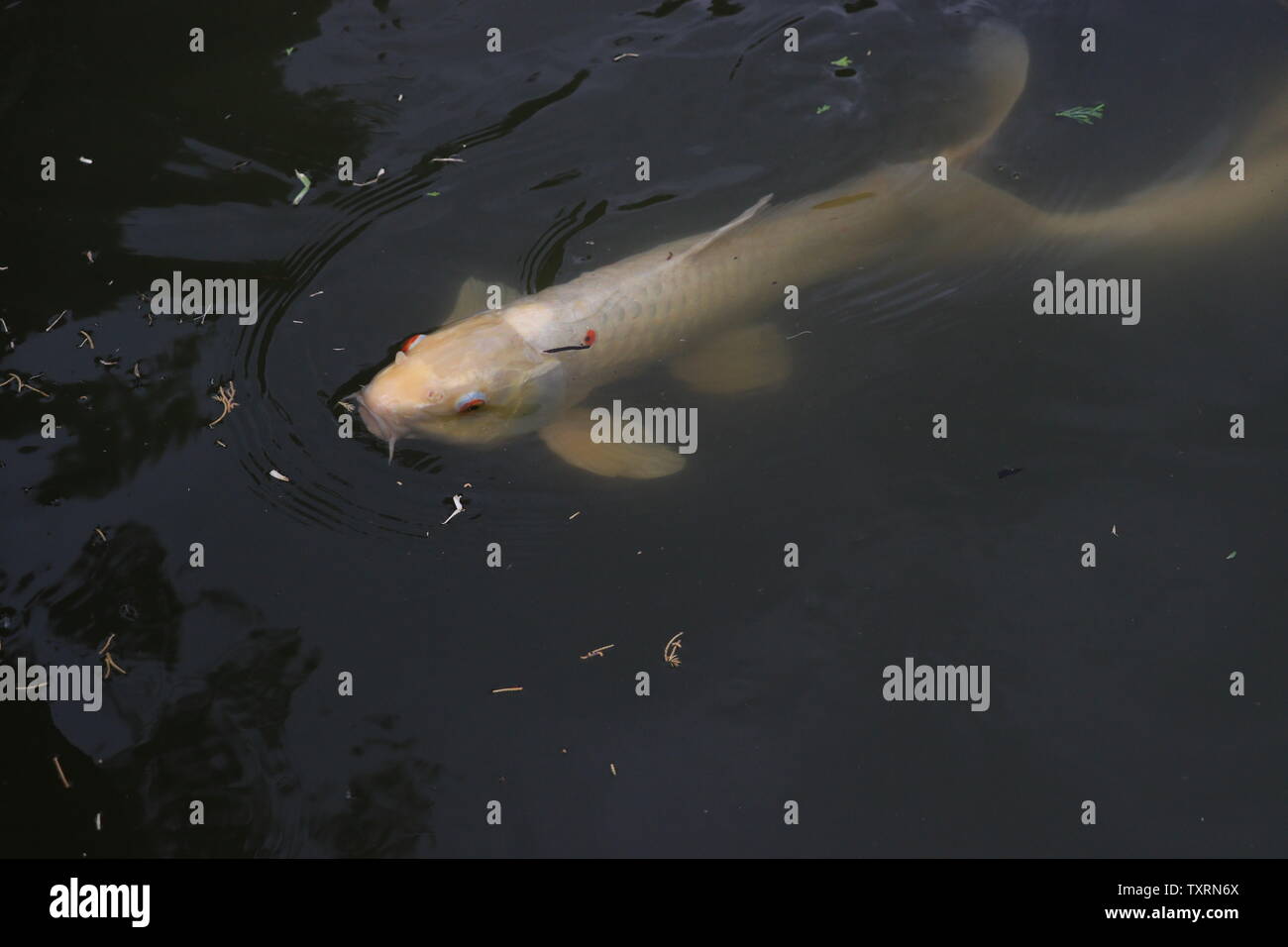 White koi in a garden pond Stock Photo - Alamy