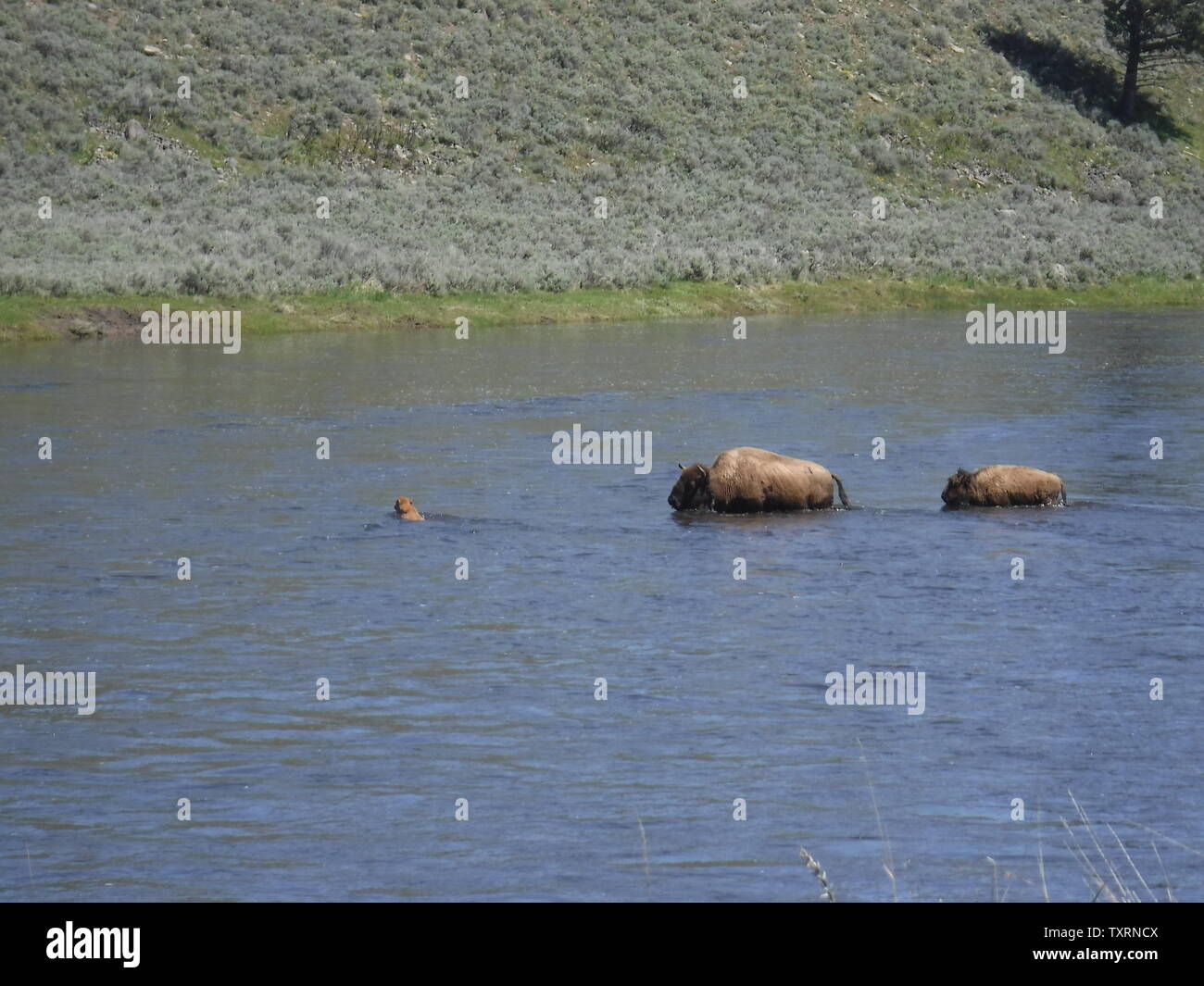 American bison swimming hi-res stock photography and images - Alamy