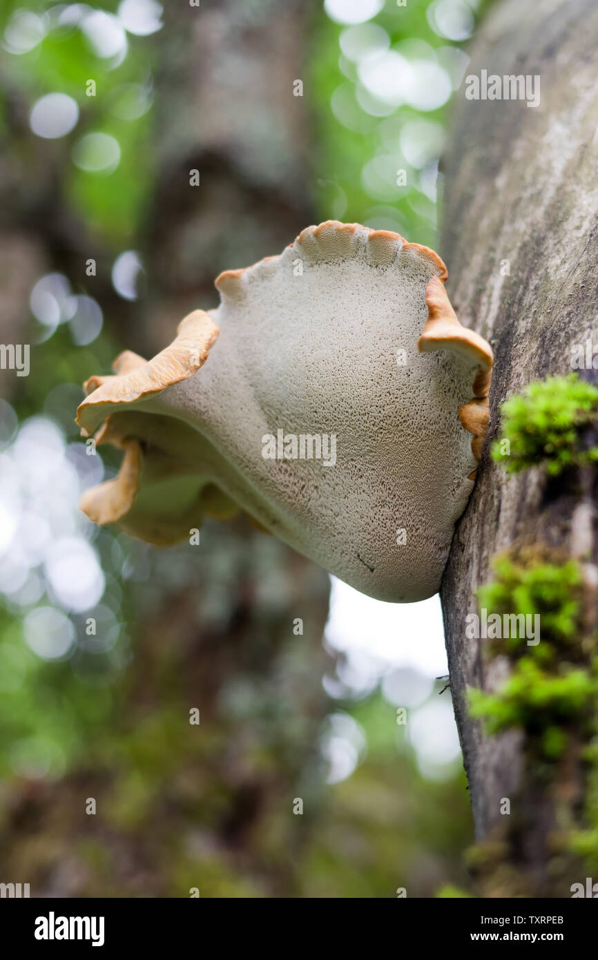 Large tree mushroom hi-res stock photography and images - Alamy
