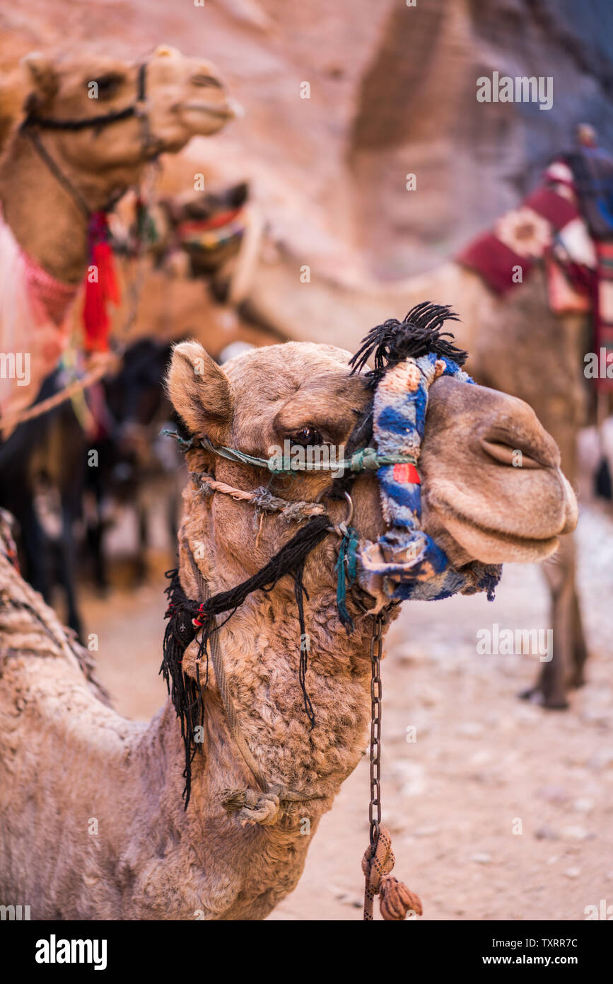 Camels in the Petra, Jordan Stock Photo - Alamy