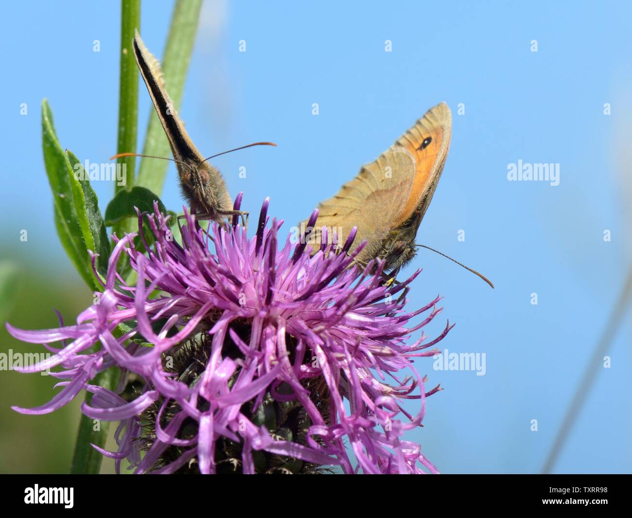 British butterflies uk hi-res stock photography and images - Alamy