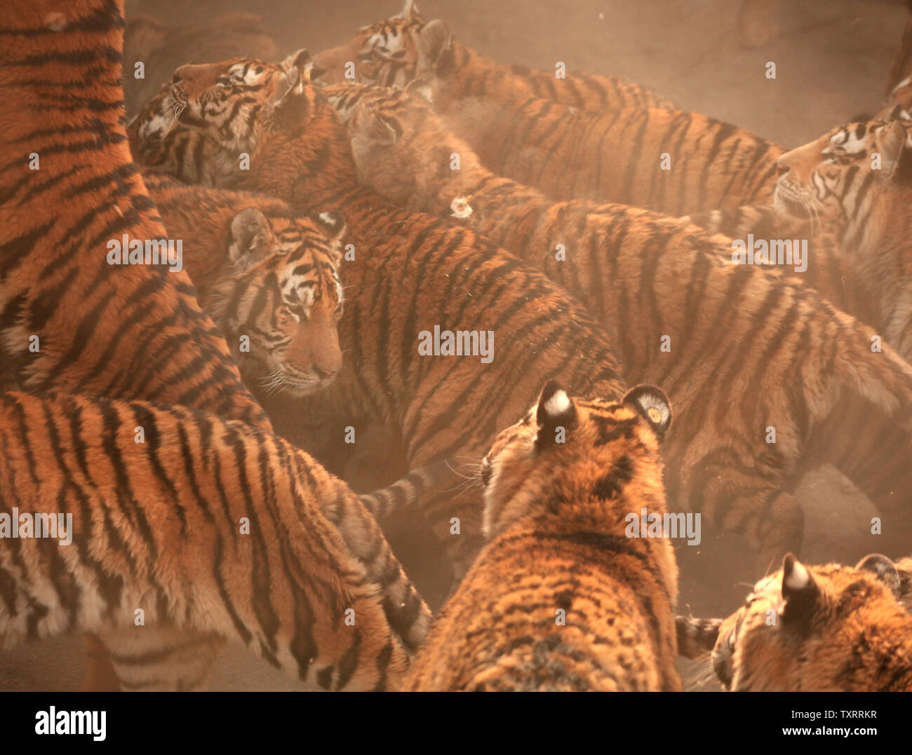 Siberian tigers, the largest felid in the world, are fed raw chicken at ...