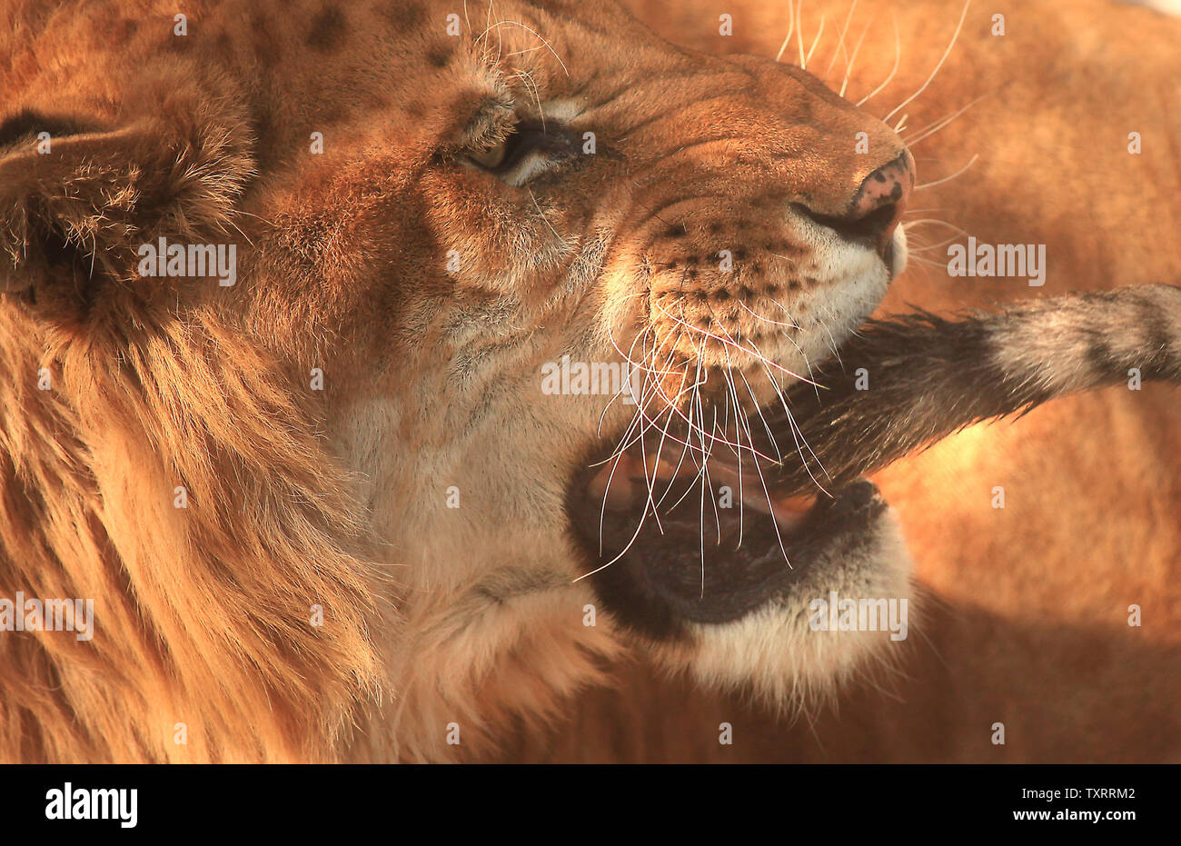 Leopards tail hi-res stock photography and images - Alamy