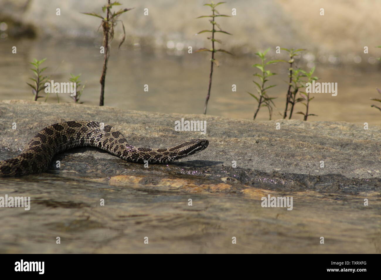 Eastern Massasauga Rattlesnake (Sistrurus catenatus catenatus) from ...