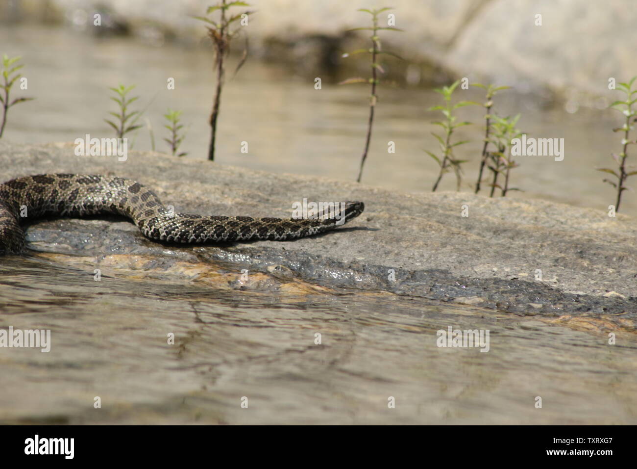 Eastern Massasauga Rattlesnake (Sistrurus catenatus catenatus) from ...