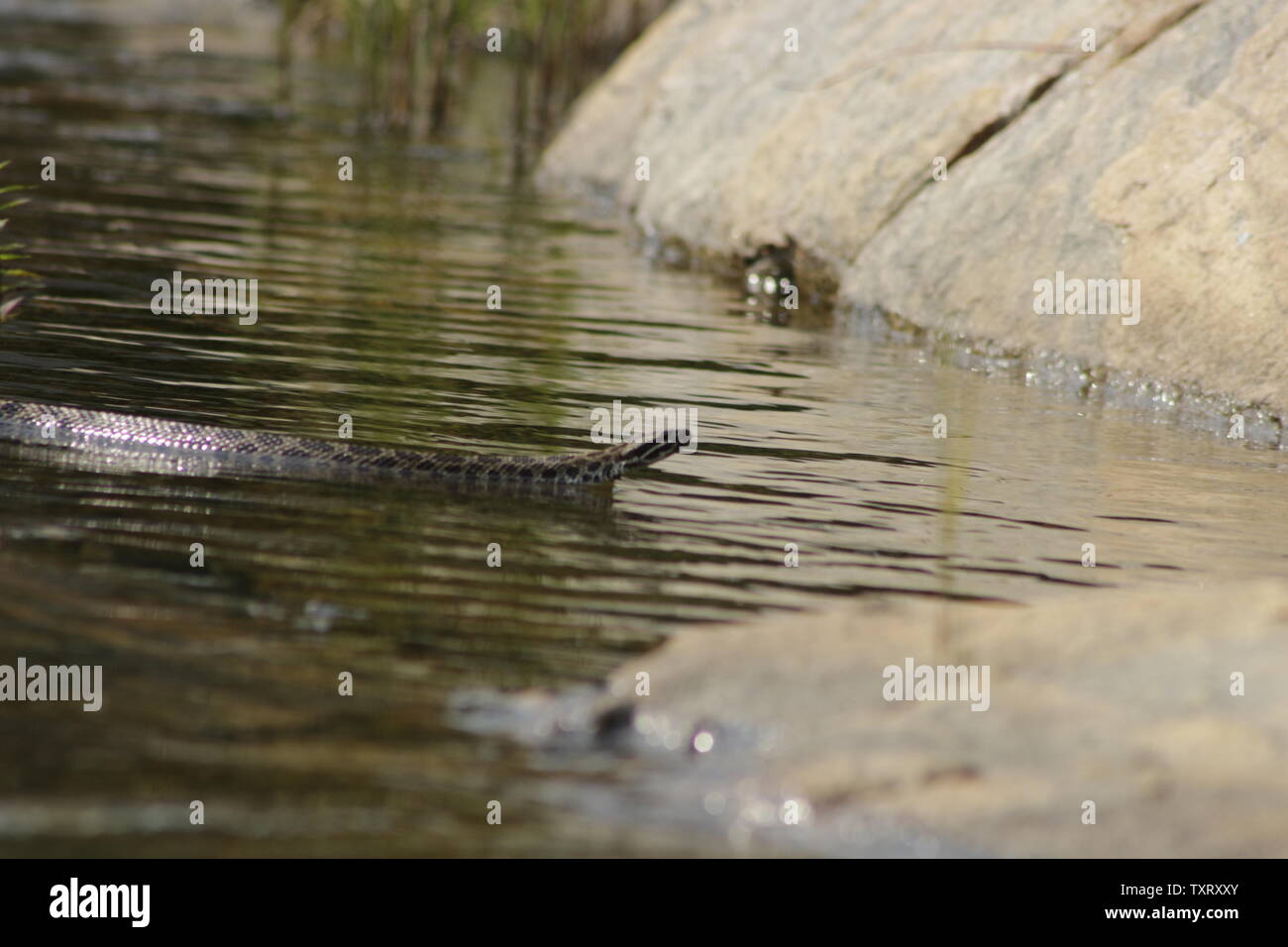 Eastern Massasauga Rattlesnake (Sistrurus catenatus catenatus) from ...