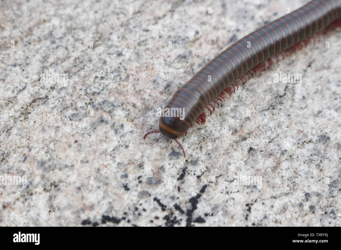 Narceus americanus is a large millipede of eastern North America ...