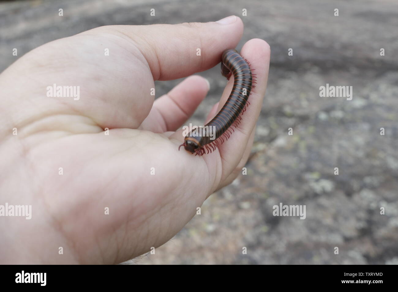 Narceus americanus is a large millipede of eastern North America ...