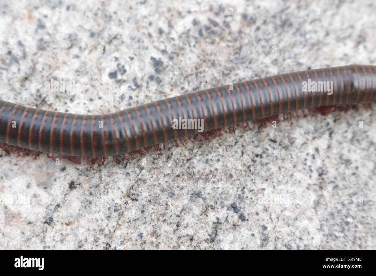 Narceus americanus is a large millipede of eastern North America ...