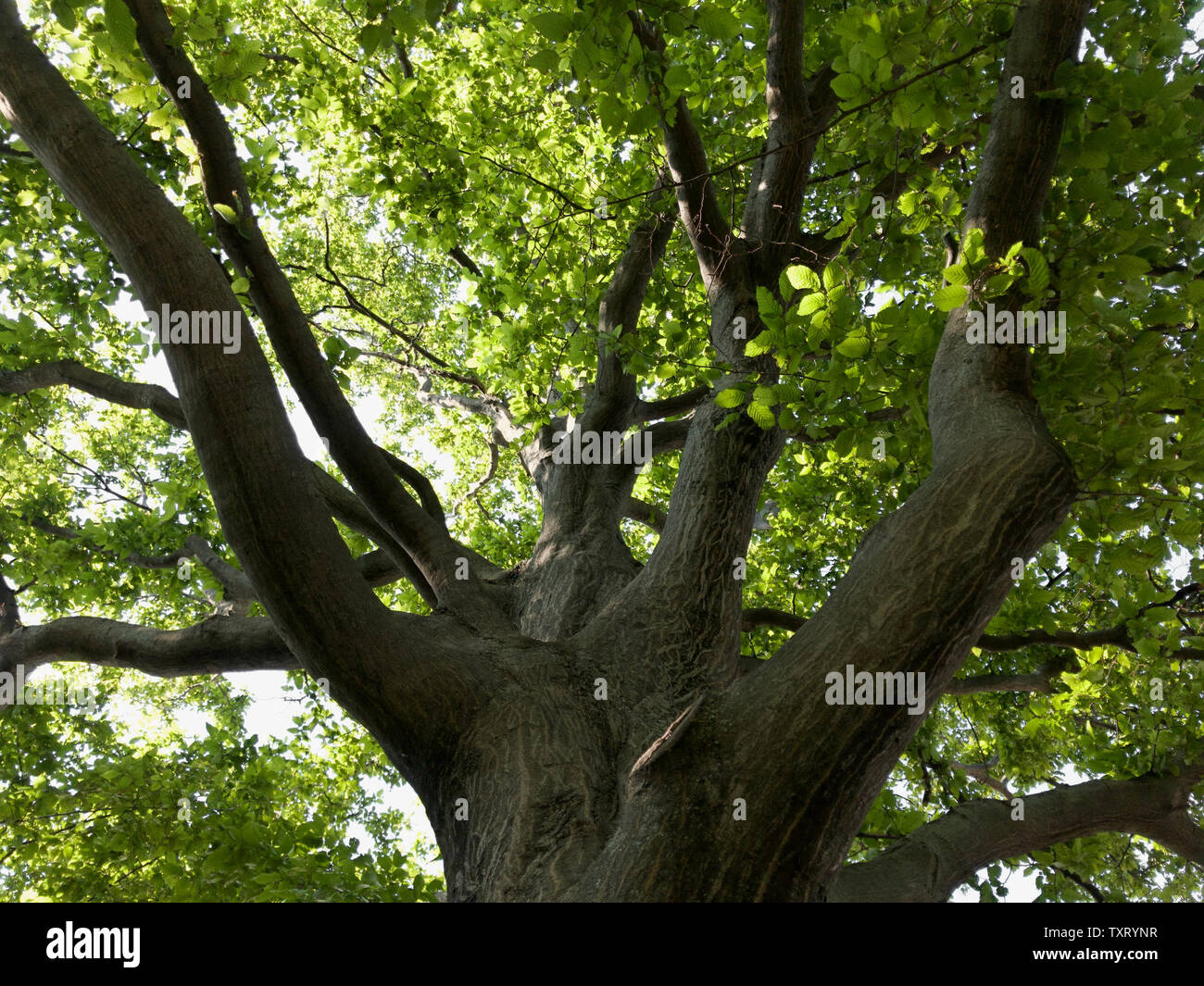 Big old tree with green leaves and thick branches Stock Photo - Alamy