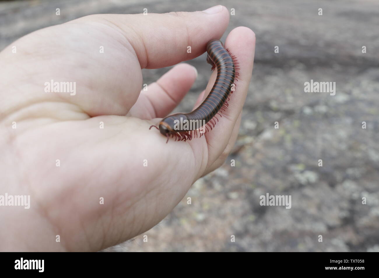 American giant millipede narceus americanus hi-res stock photography ...