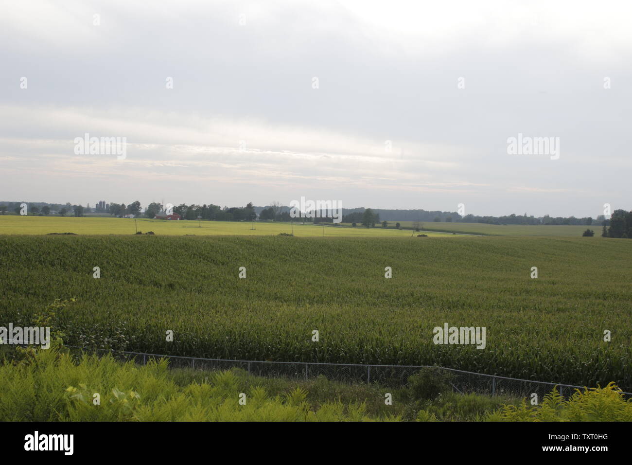 Corn and wheat field under the blue sky in Southern Ontario, Canada ...