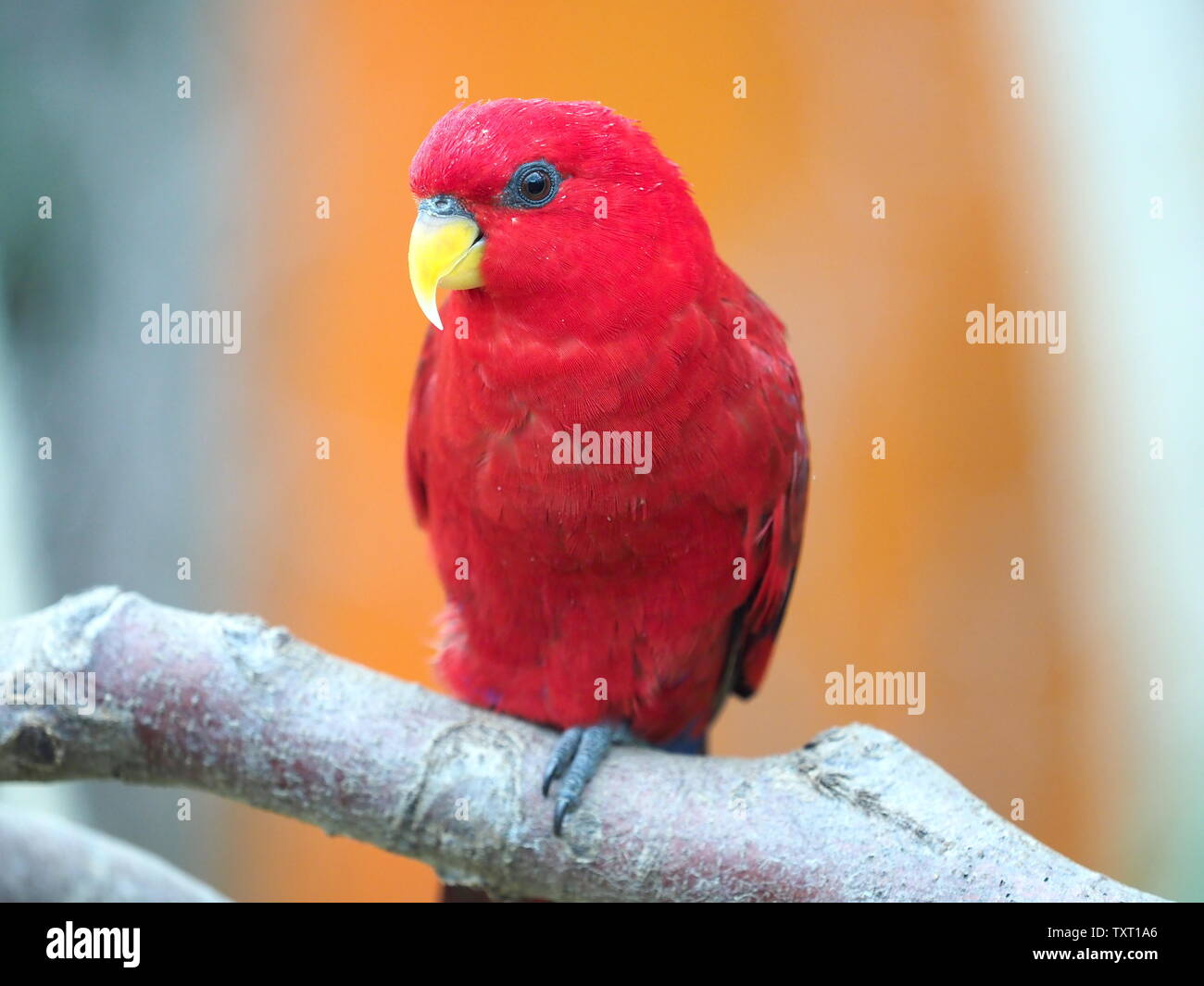 Camera isolated bright colors hi-res stock photography and images - Alamy