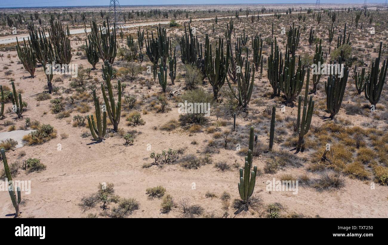 Aerial view of the cactus vegetation and arid areas in the desert ...