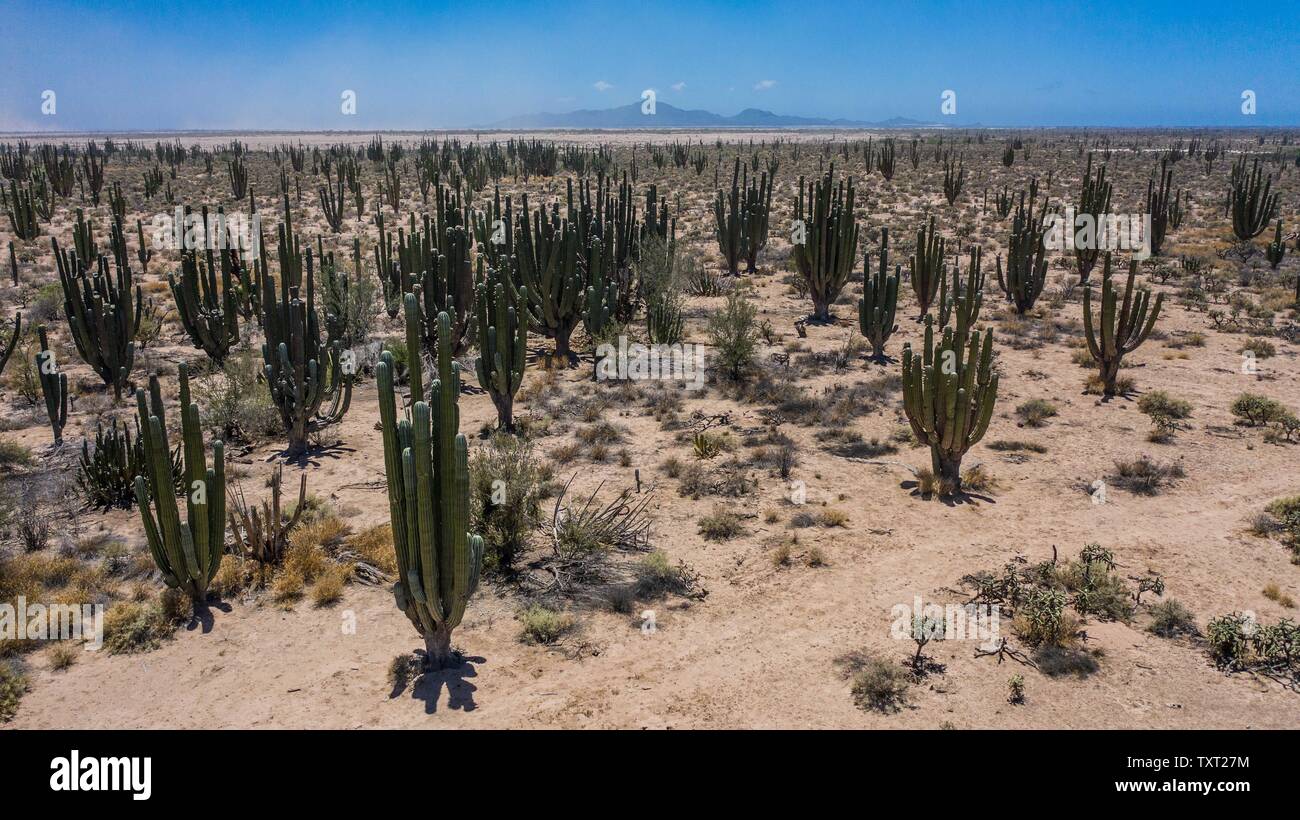 Aerial view of the cactus vegetation and arid areas in the desert ...