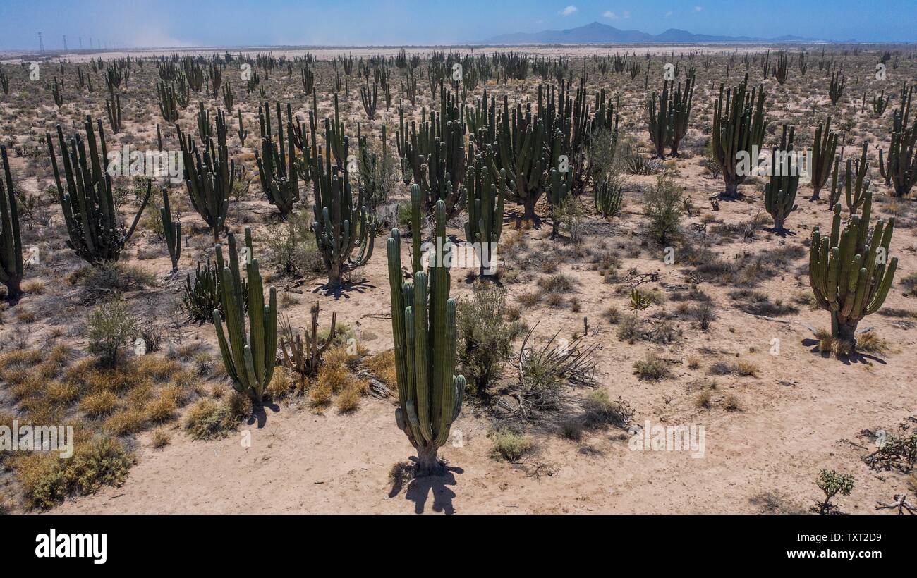 Aerial view of the cactus vegetation and arid areas in the desert ...