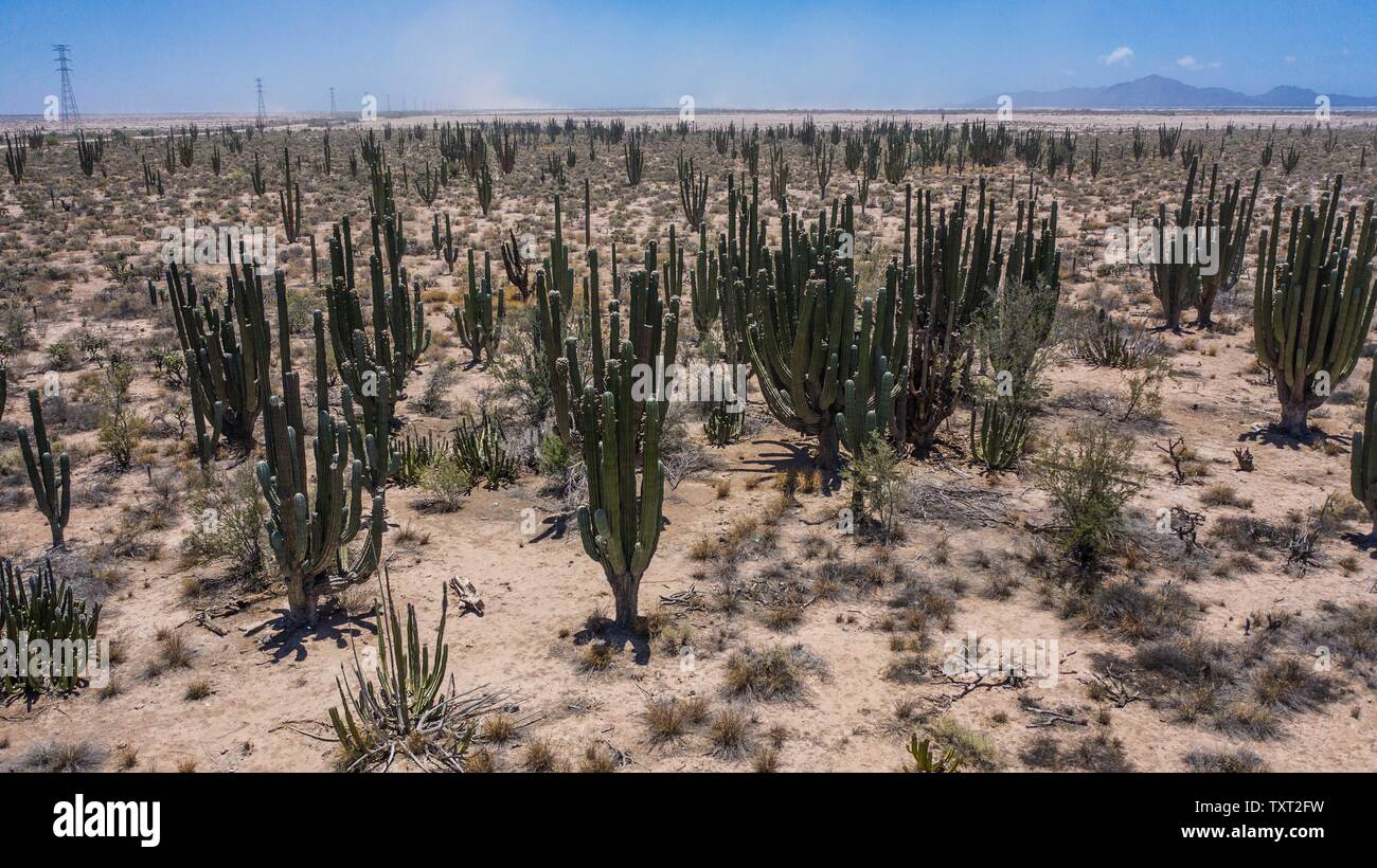 Aerial view of the cactus vegetation and arid areas in the desert ...