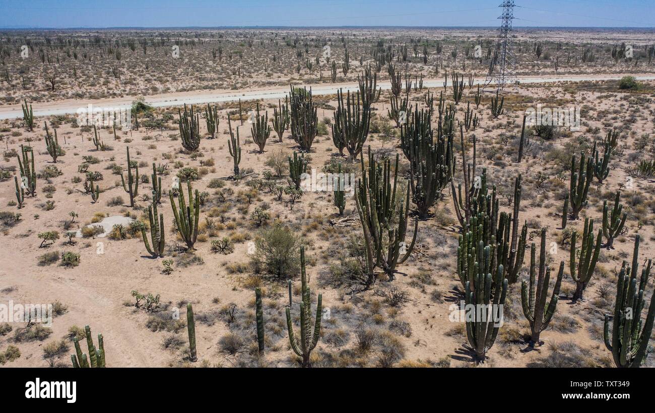 Aerial view of the cactus vegetation and arid areas in the desert ...