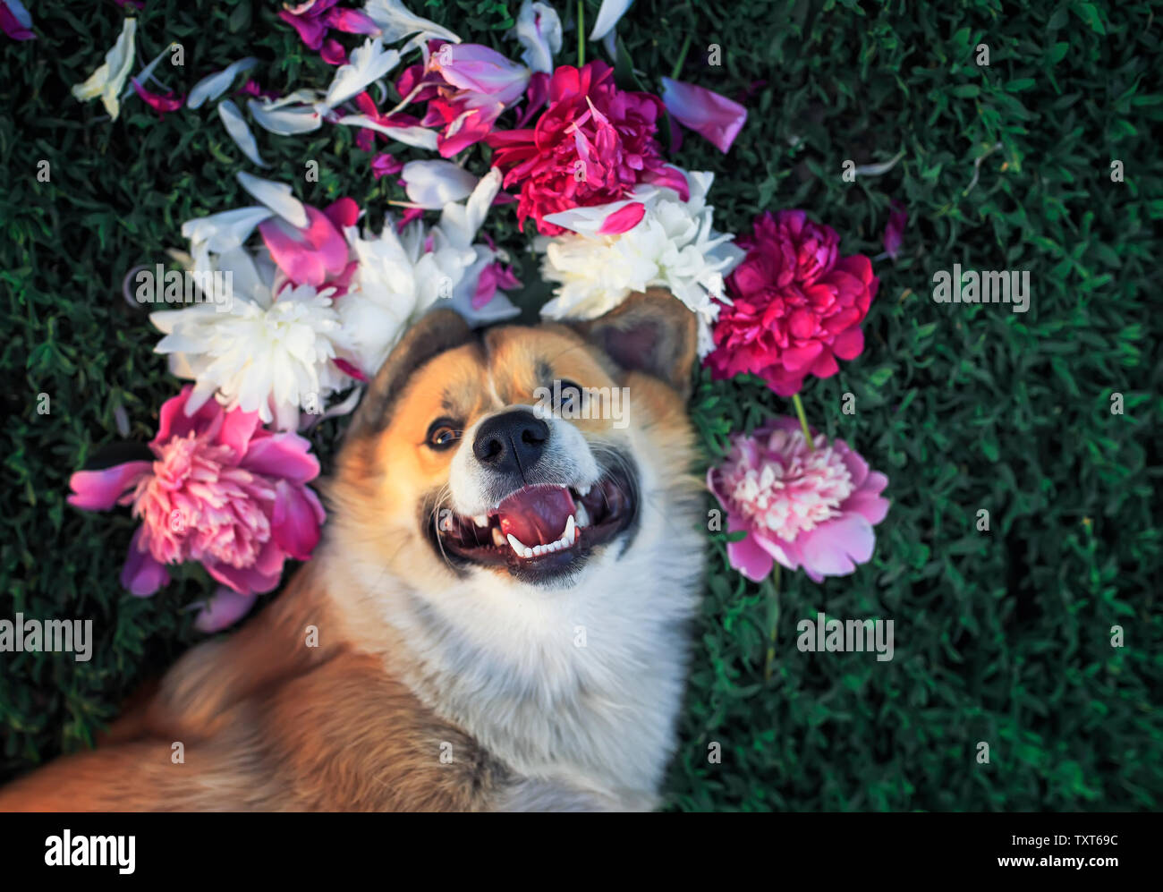 beautiful portrait of a cute puppy dog corgi lies on a natural green ...