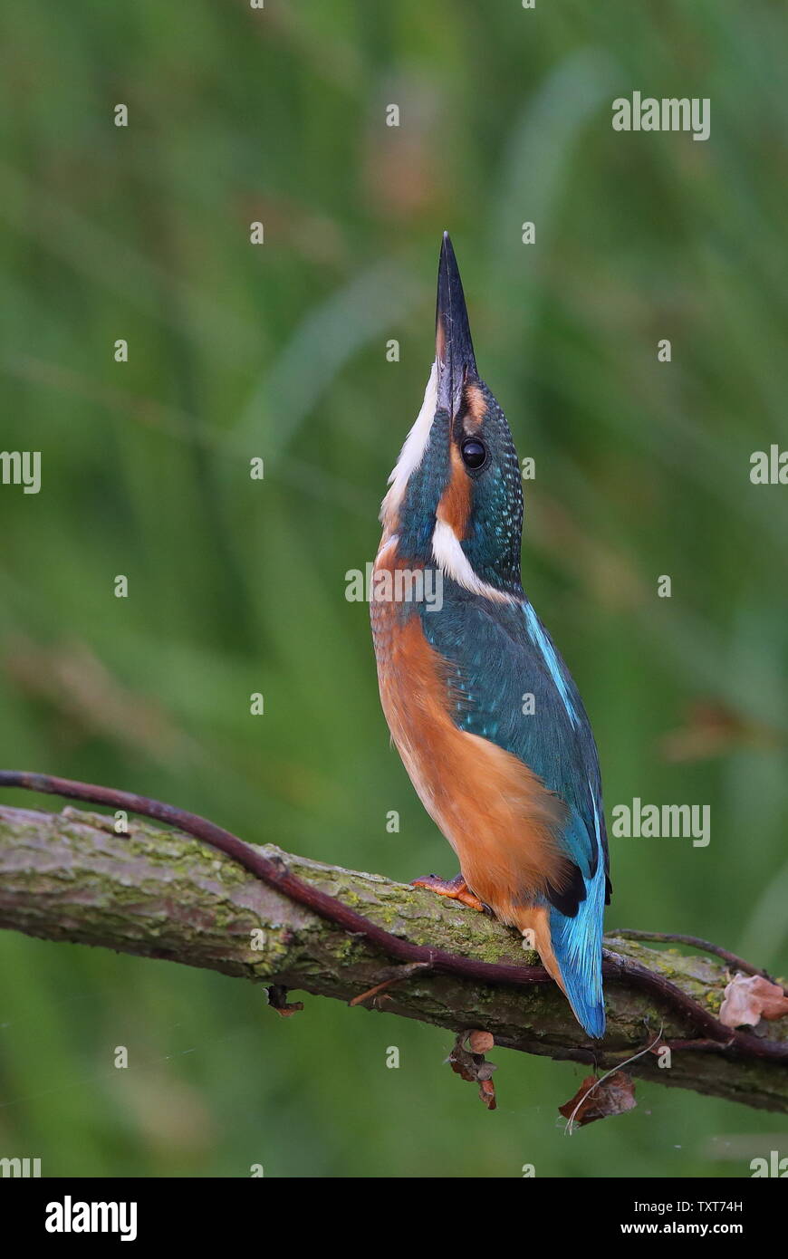 Kingfisher river kingfisher hi-res stock photography and images - Alamy