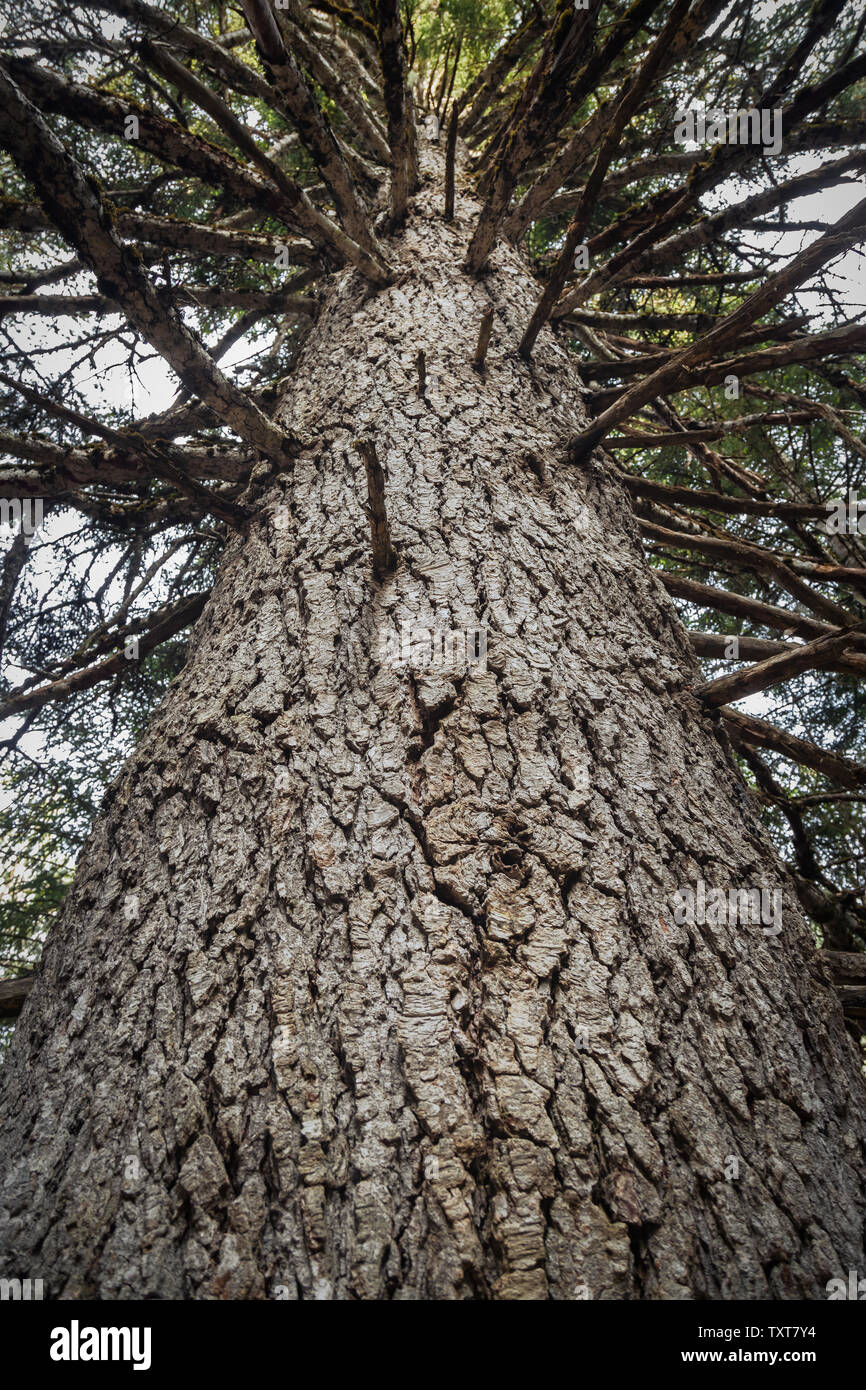 Mountain pine tree in a Spanish Pyrenees Stock Photo - Alamy
