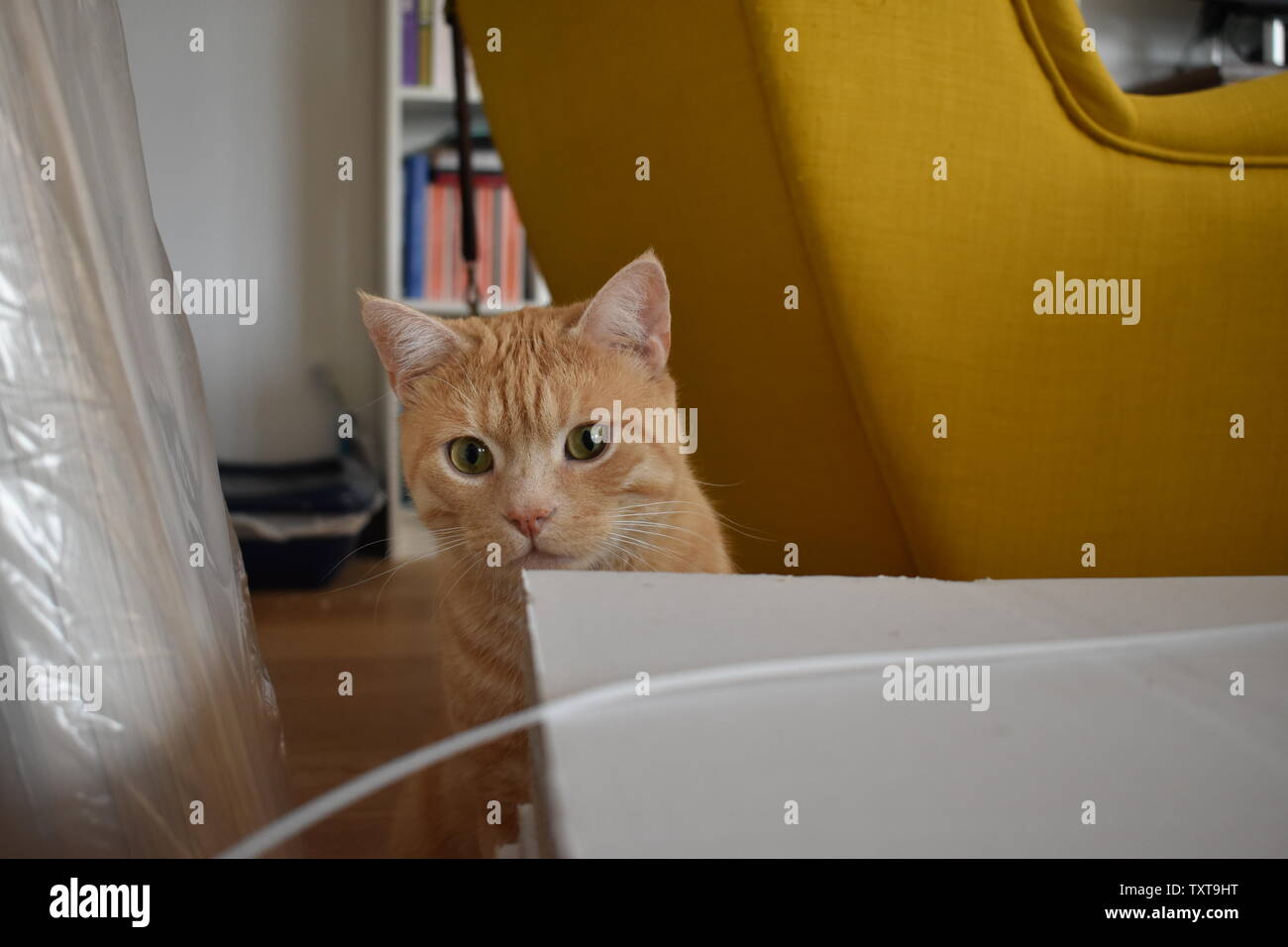 Curious ginger cat Stock Photo - Alamy