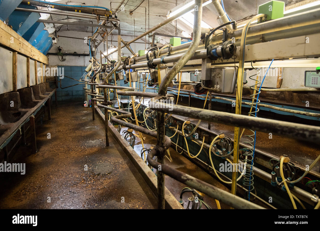 Mechanised Milking on a Dairy Farm in Rural Leicestershire, England UK ...