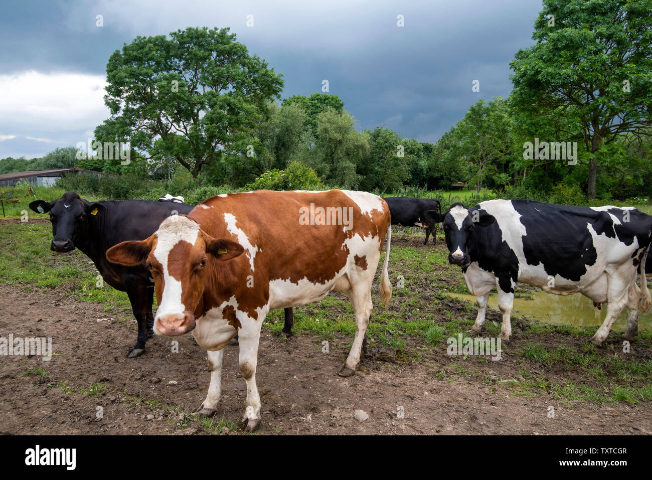 Cows Waiting to be milked on a Dairy Farm in Rural Leicestershire ...