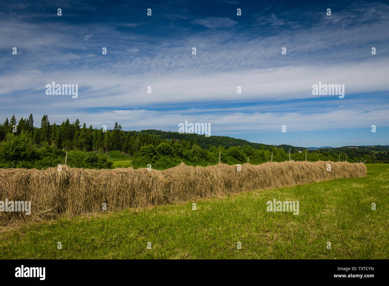 Hay drying in the summer sun using the traditional method in Norway ...