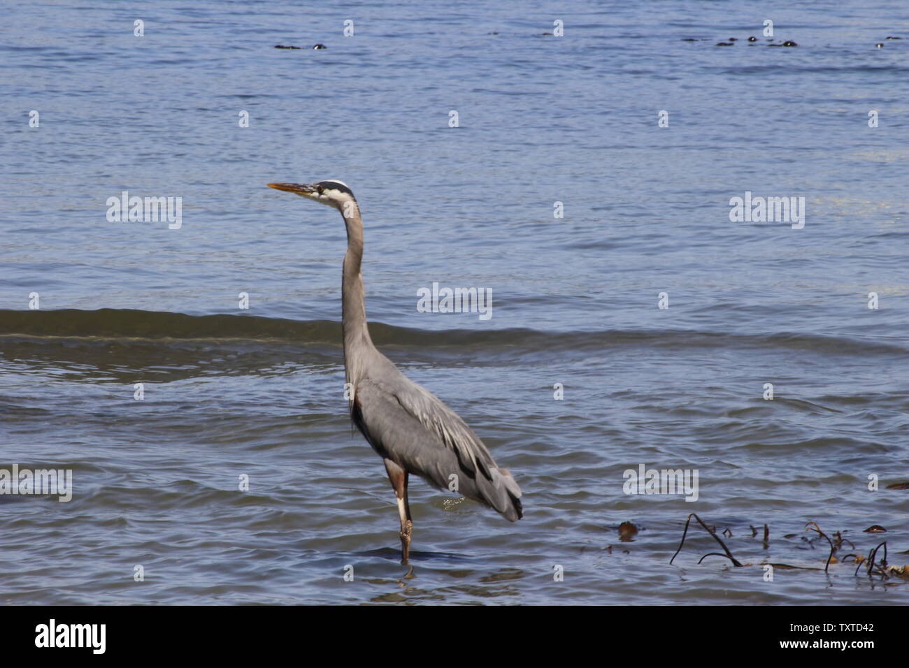 Florida Marsh Bird High Resolution Stock Photography and Images - Alamy