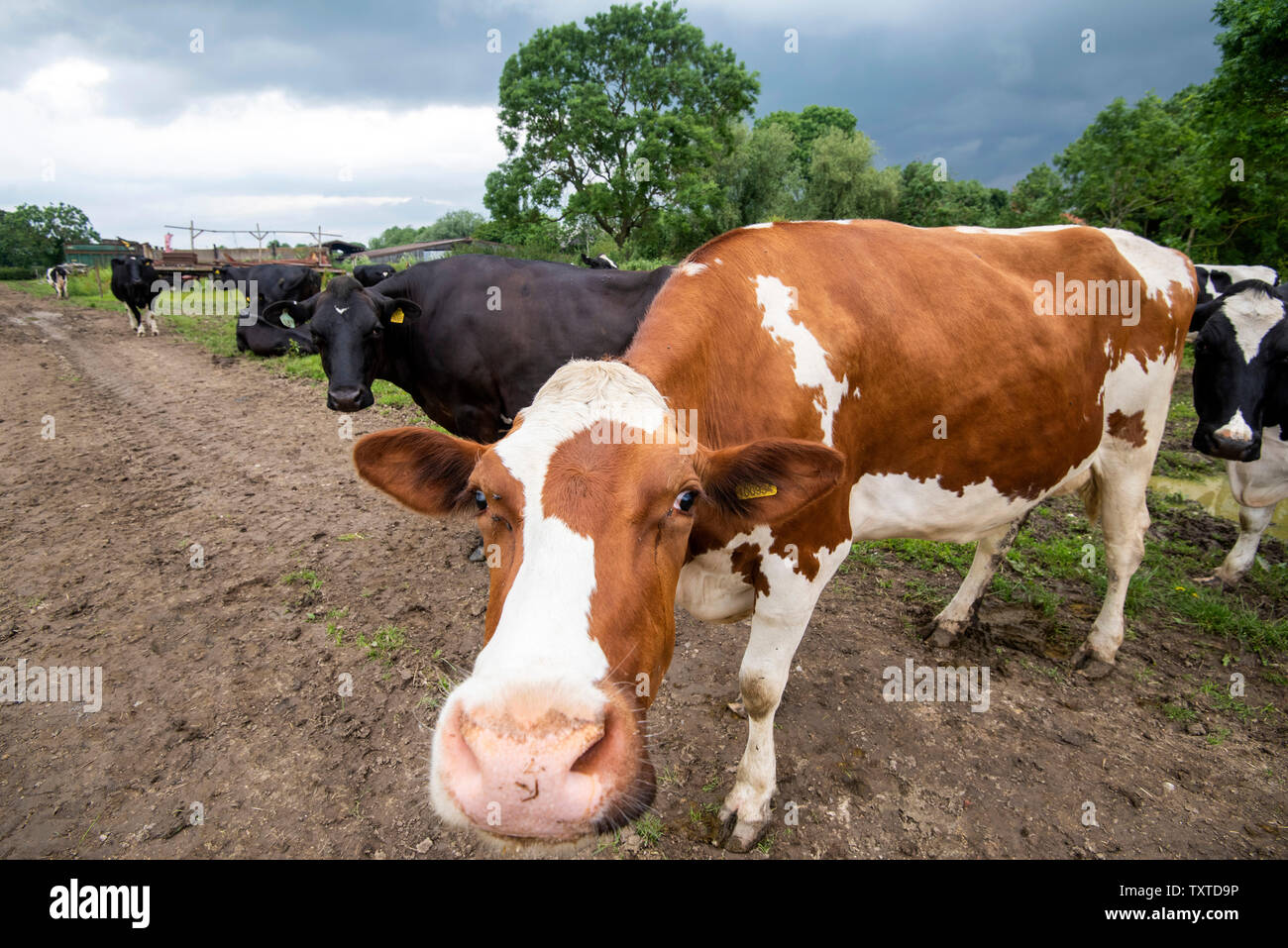 Cows Waiting to be milked on a Dairy Farm in Rural Leicestershire ...