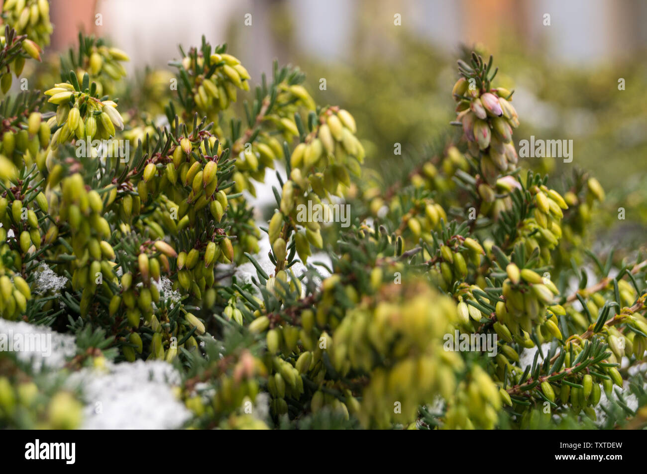 Evergreen flora hi-res stock photography and images - Alamy