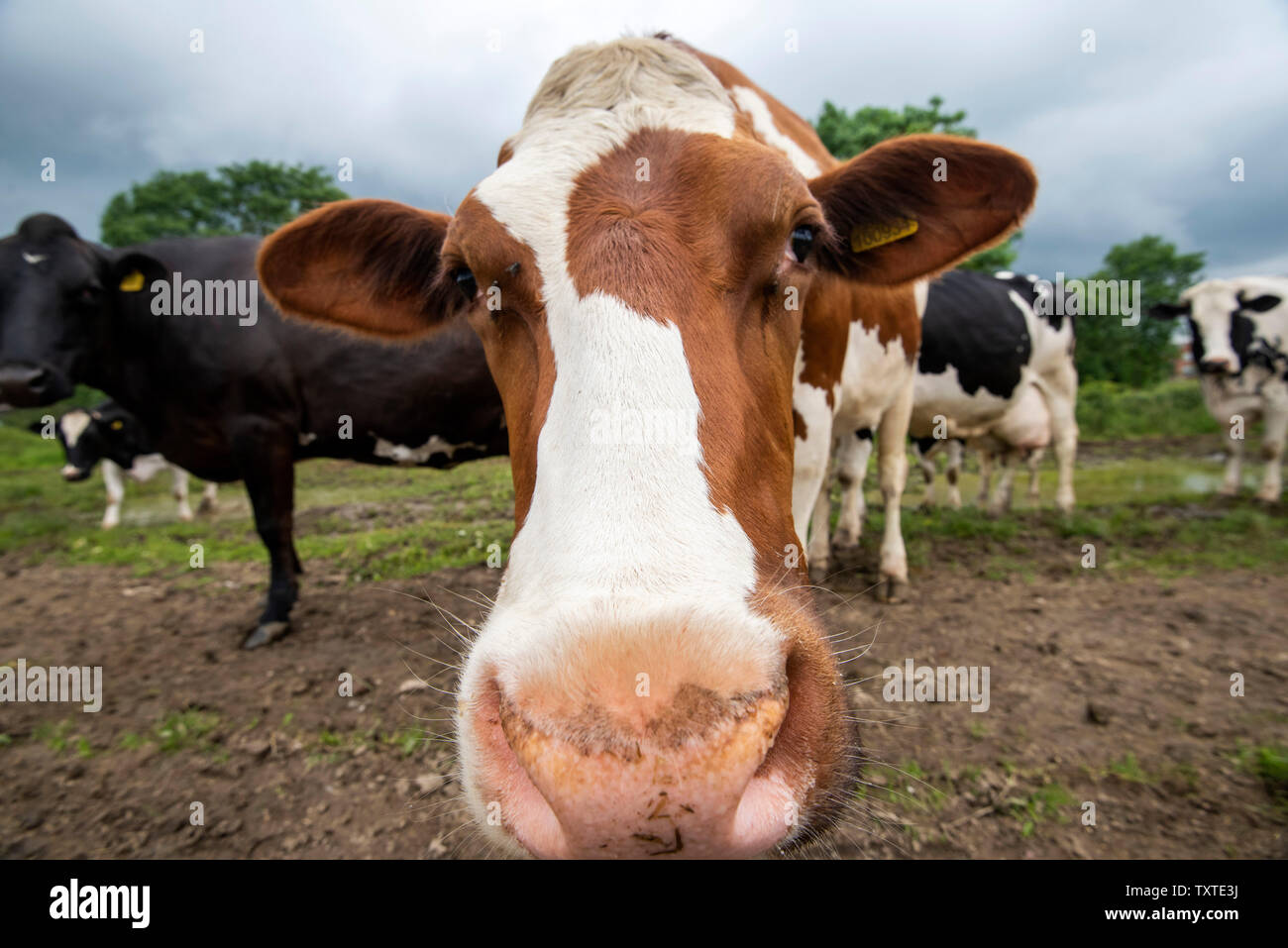 Cows Waiting to be milked on a Dairy Farm in Rural Leicestershire ...