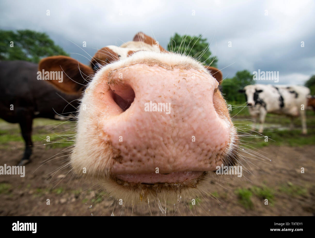 Cows Waiting to be milked on a Dairy Farm in Rural Leicestershire ...