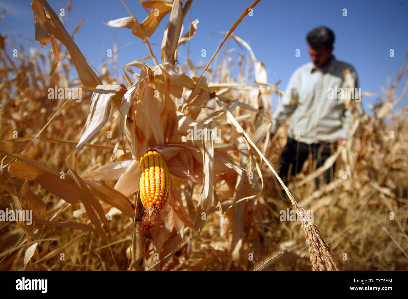 Wheat field in iran hi-res stock photography and images - Alamy