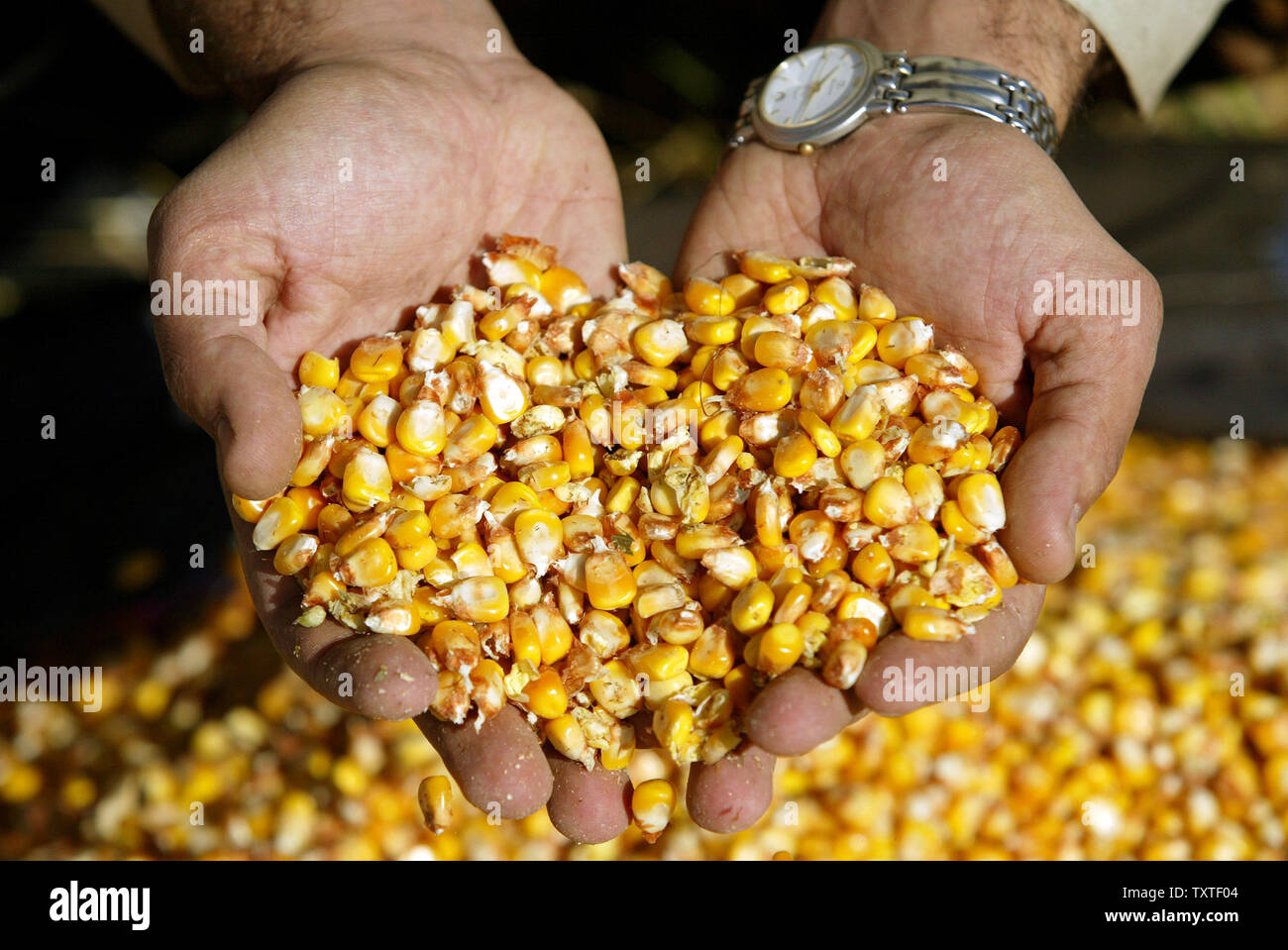 Wheat field in iran hi-res stock photography and images - Alamy